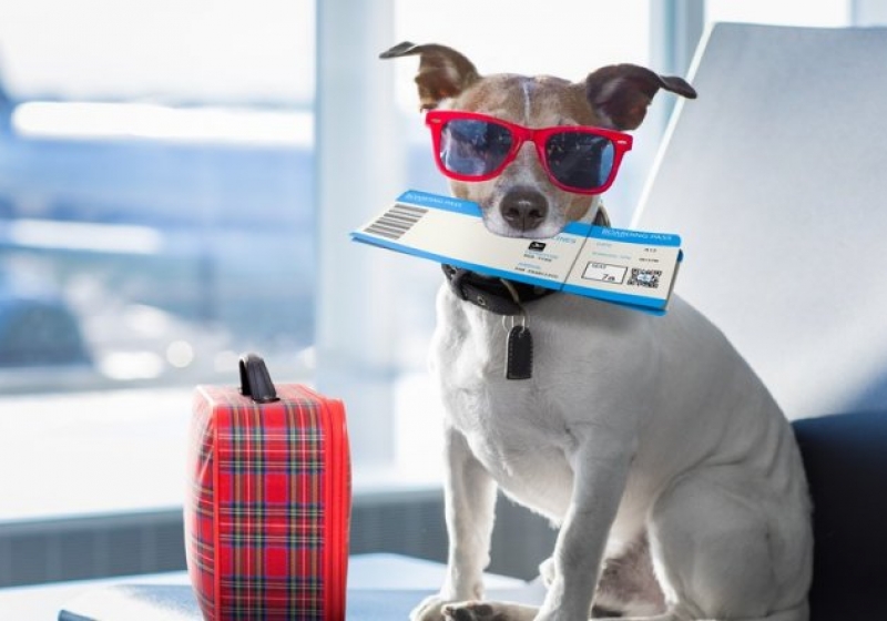 Запрацювали нові правила ввезення тварин до Польщі КОЛОМИЯ СЬОГОДНІ